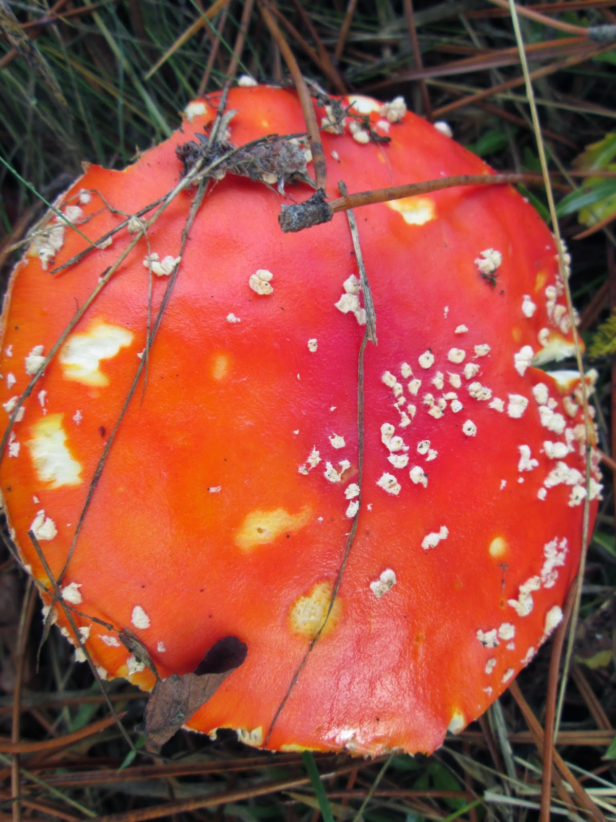 Material de Educación 1º a 8º Básico: ¿Que son los Hongos?